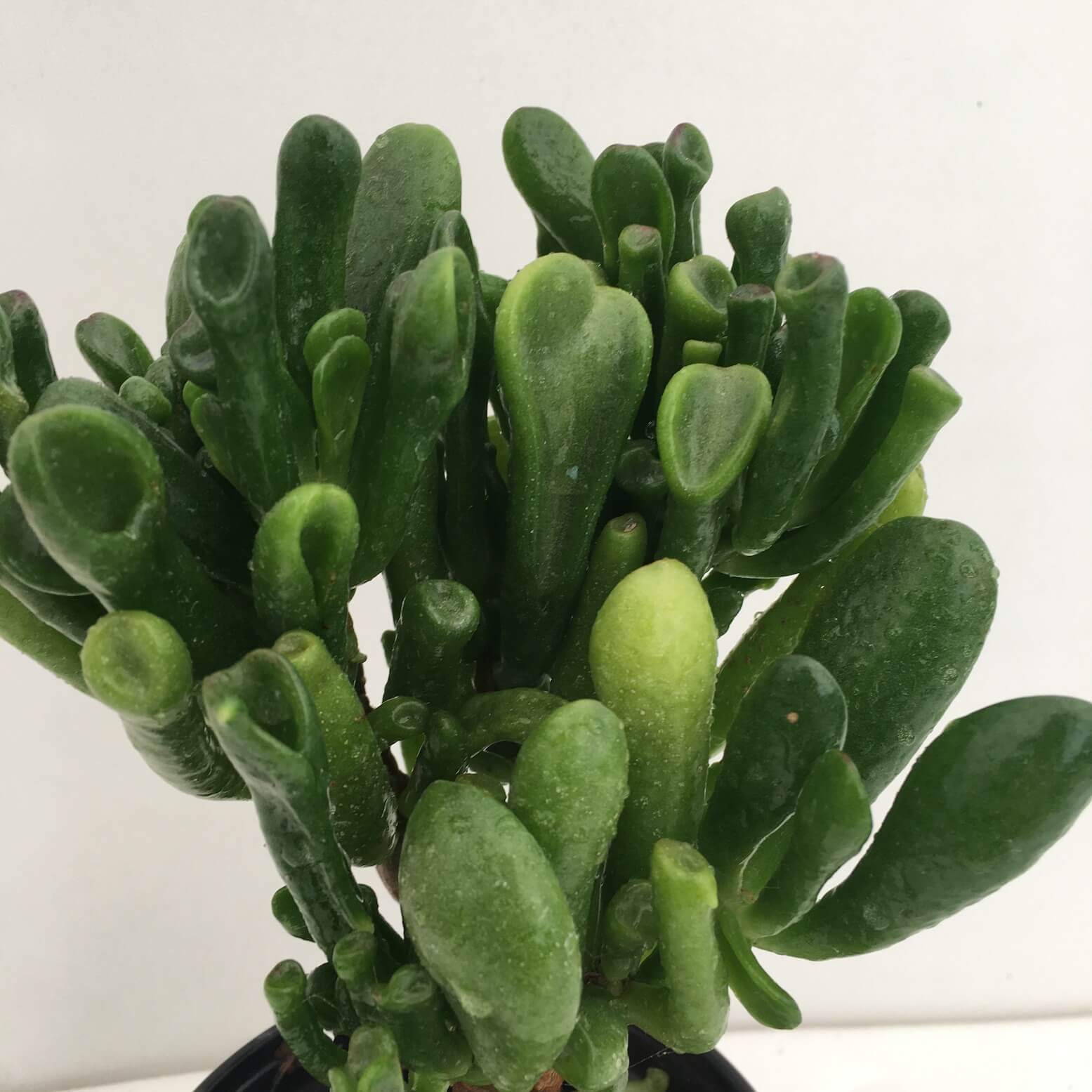 Crassula Ovata Coral • Ελληνικές Ορχιδέες