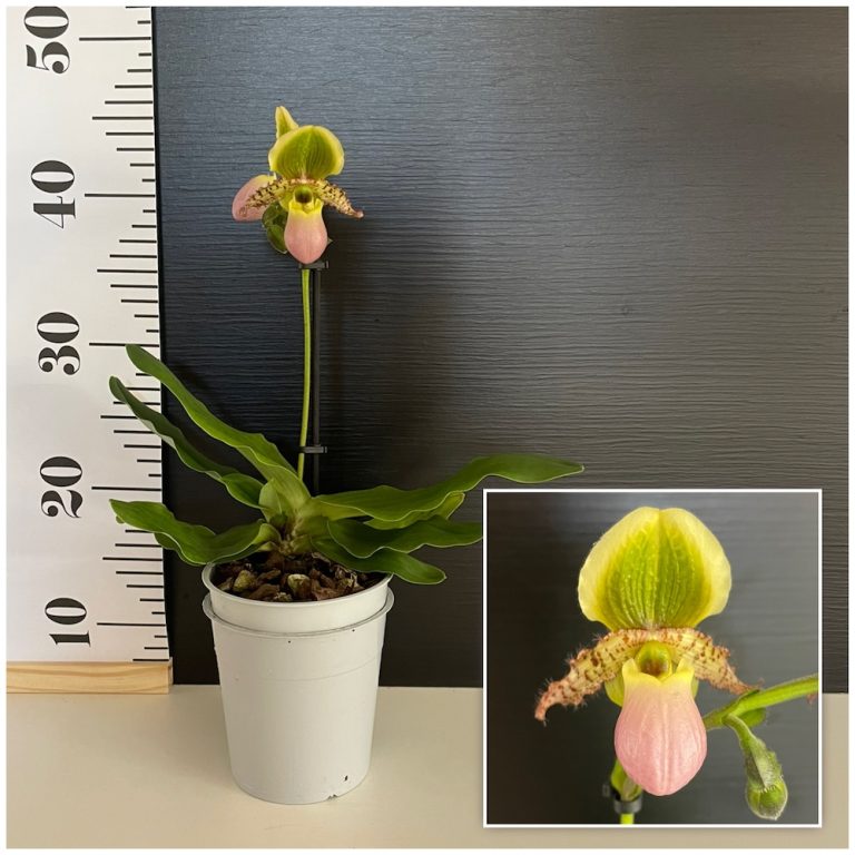 Ορχιδέα Paphiopedilum Pinocchio • Ελληνικές Ορχιδέες