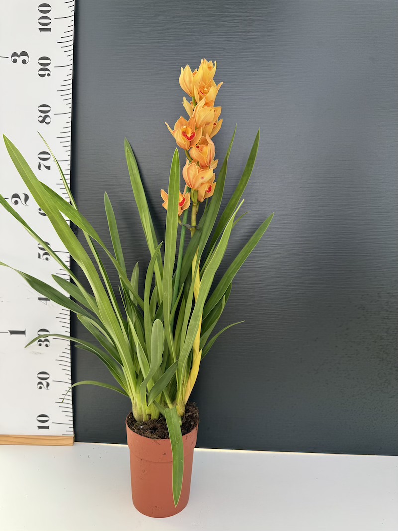 Ορχιδέα Cymbidium Queen Elen • Ελληνικές Ορχιδέες