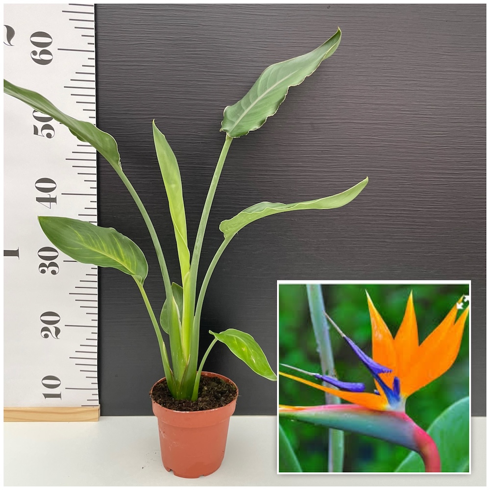 Strelitzia Strelitzia