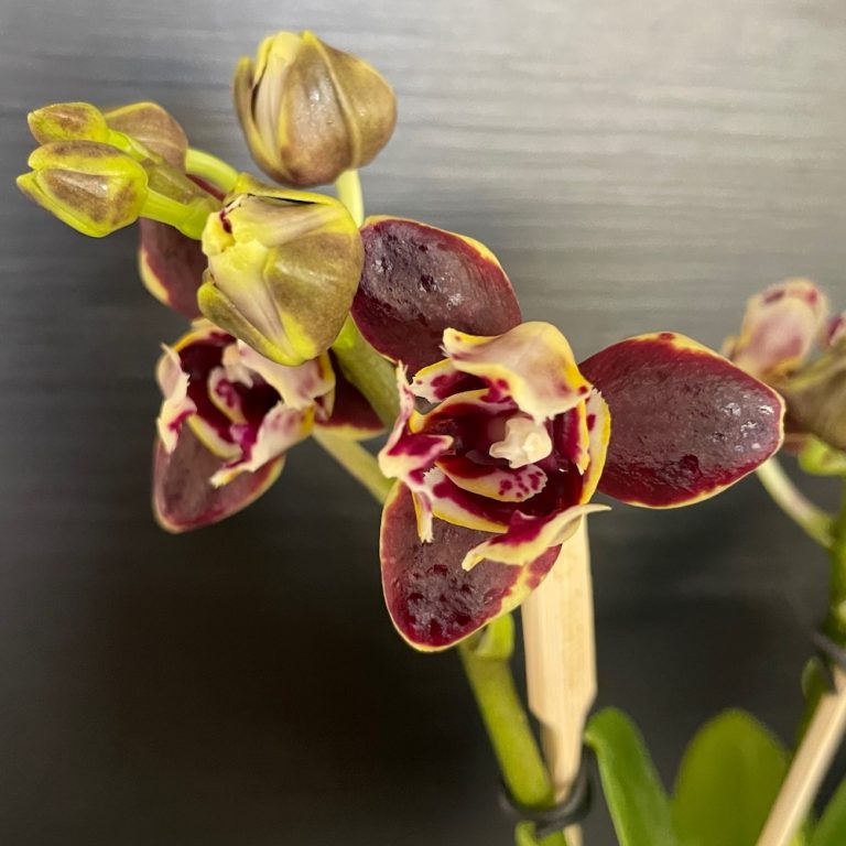 Ορχιδέα Phal. Brother Sara Gold × Sun Raise Red Proletariat 3 Lip ...