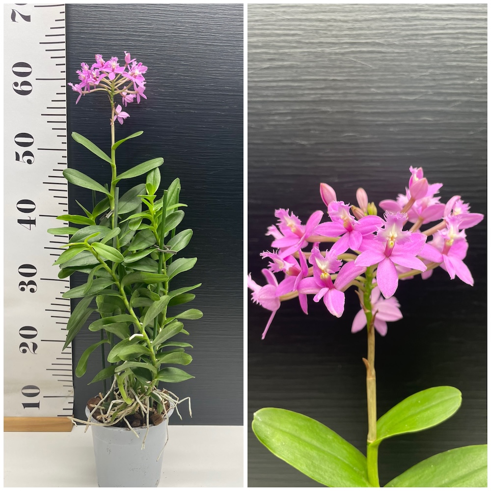 Ορχιδέα Epidendrum Pink • Ελληνικές Ορχιδέες