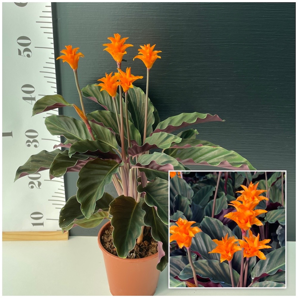 Calathea Crocata • Ελληνικές Ορχιδέες