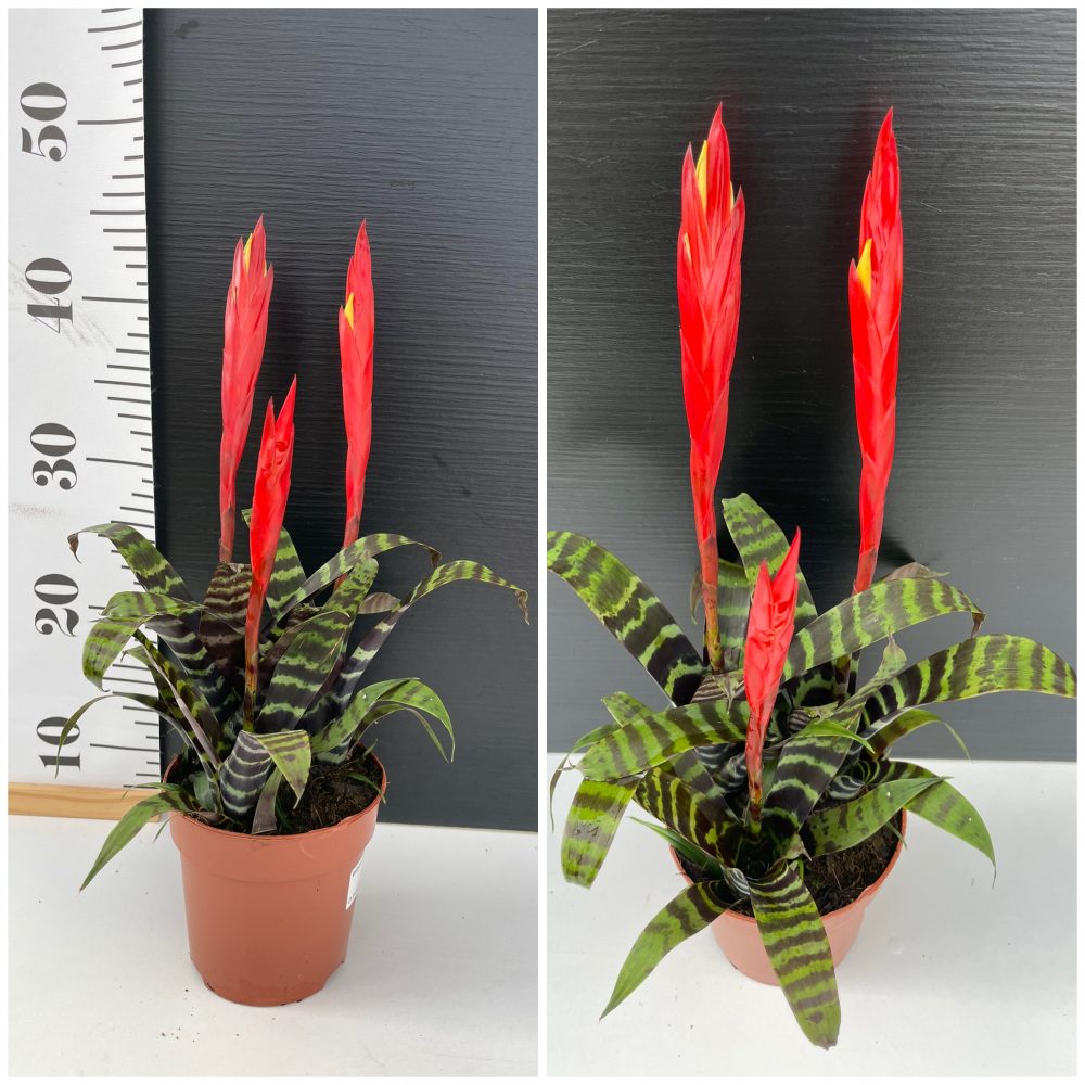 Vriesea Splenriet • Ελληνικές Ορχιδέες