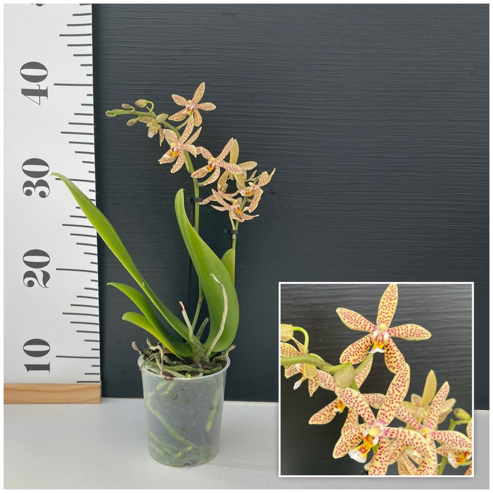 Phalaenopsis Stuartiana Puntatissima x Mannii • Ελληνικές Ορχιδέες
