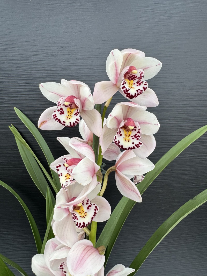 Ορχιδέα Cymbidium - Lady Brazil • Ελληνικές Ορχιδέες