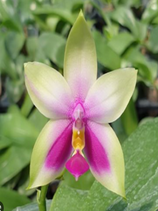 Phalaenopsis - Bellina Fire x Sib • Ελληνικές Ορχιδέες
